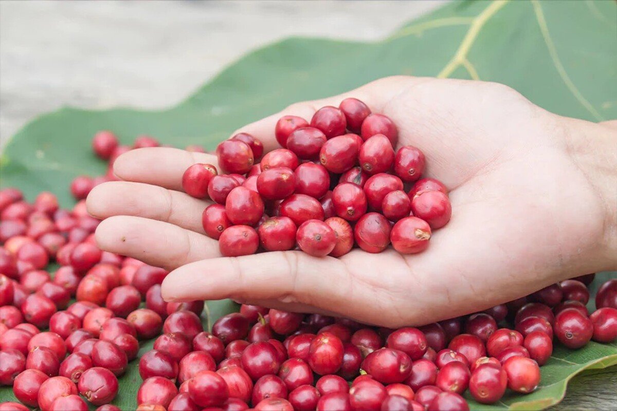 Coffee Features - Global Bean