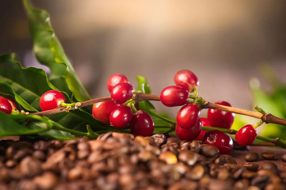 Coffee Features - Global Bean